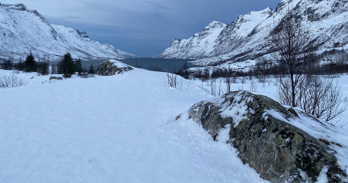 Halbtagestour in Tromsø: Fjorde & Sommarøy-Abenteuer | GetYourGuide
