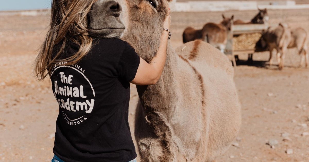 De Dierenacademie - Shelter Tour | GetYourGuide