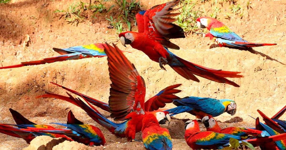 Chuncho Collpa - Full day : Entrance fee : Entrance fee | GetYourGuide