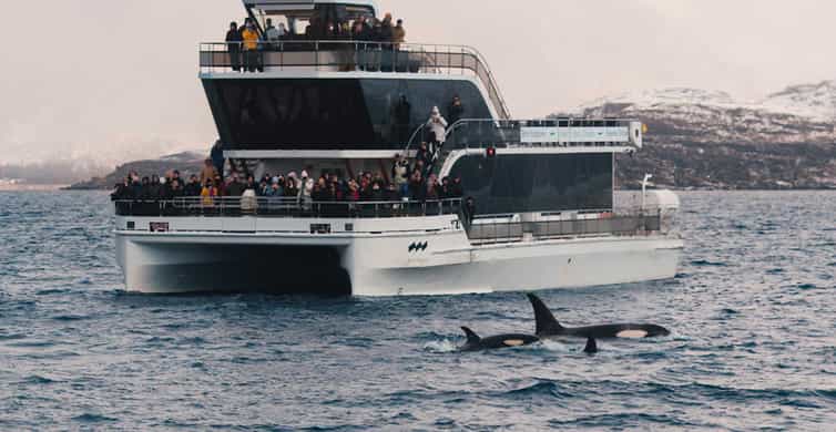 Tromsø: i MIGLIORI tour - Cose da fare nel 2024 | Cancellazione ...