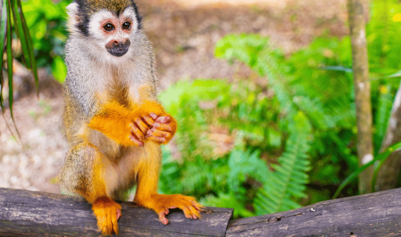Punta Cana: Monkey Land Half-Day Safari and Plantation | GetYourGuide