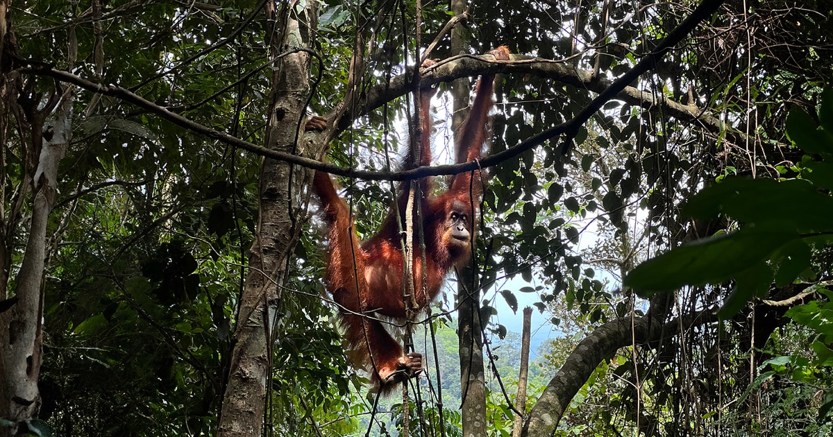 Bukit Lawang: 7-daagse Noord-Sumatra hoogtepunten tour | GetYourGuide