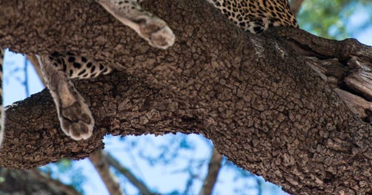 Maasai Mara Magic: A 3-Day Safari Adventure | GetYourGuide