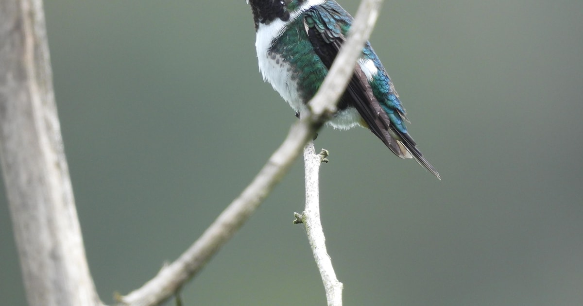 Quito: Pululahua Volcano, Hummingbirds, & Equator Tour | GetYourGuide