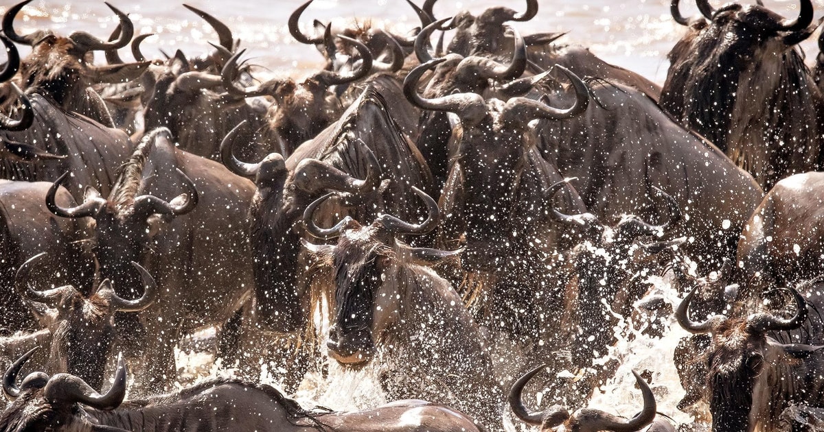 6 dni 5 nocy: The Great Wildebeest Migration Safari. | GetYourGuide