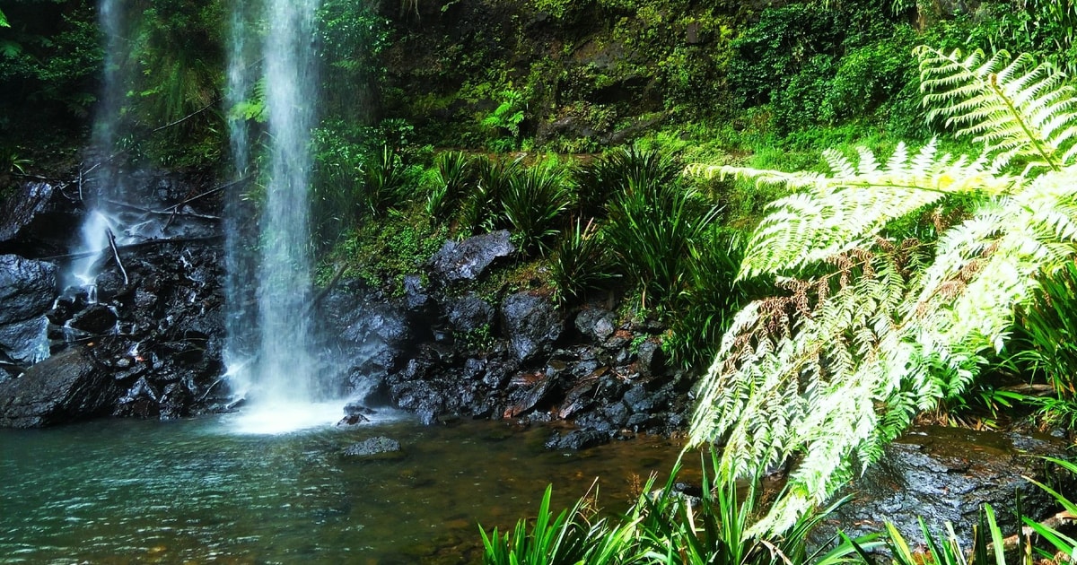Gold Coast: Glow Worms Nocturnal Rainforest & Waterfall Walk | GetYourGuide