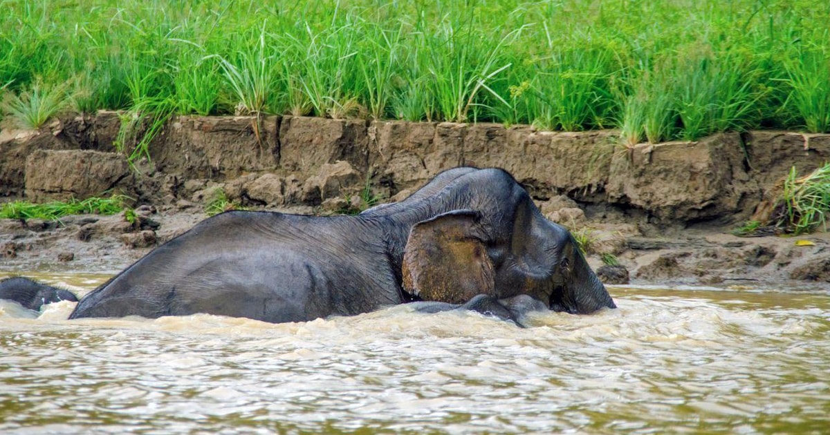 Sandakan: 2 Days 1 Night Bilit, Kinabatangan River Wildlife | GetYourGuide