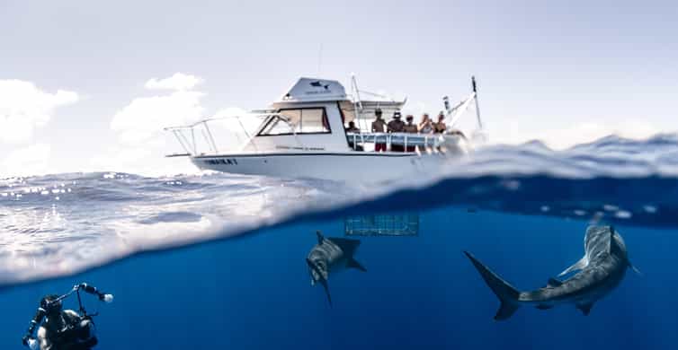 Oahu: Shark Cage Diving Experience | GetYourGuide