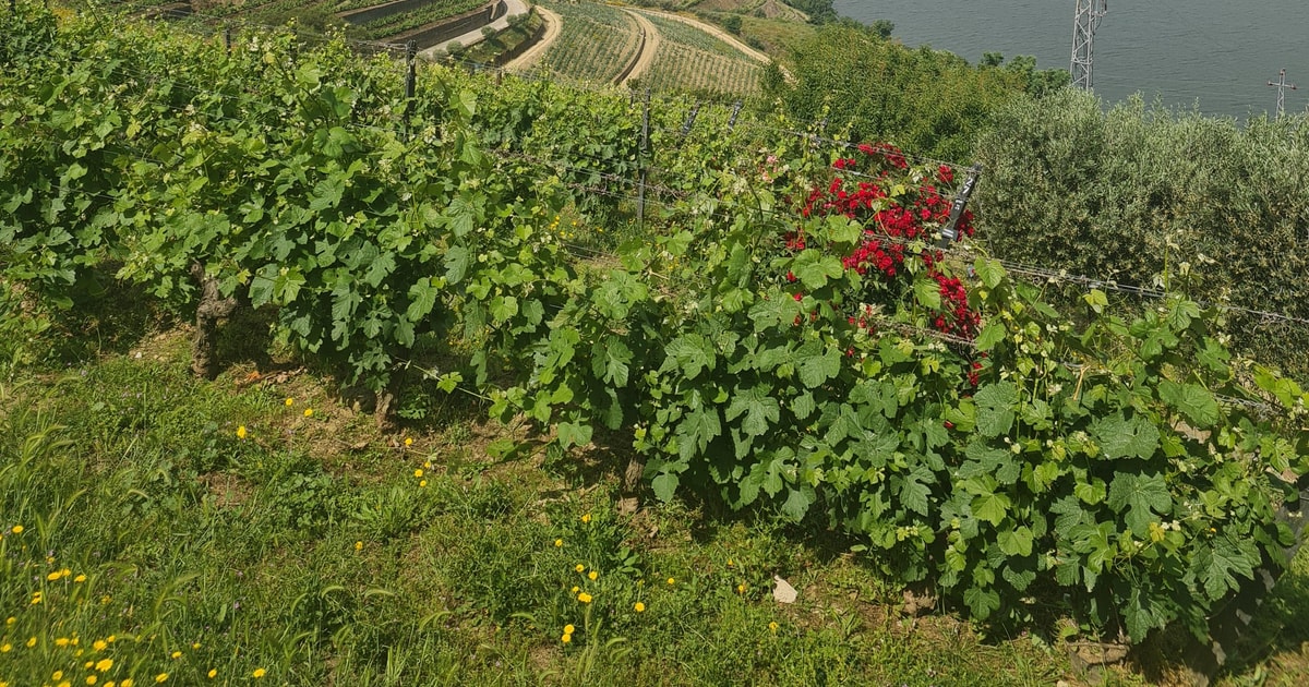 Privát túrák és szállítás elképesztő az Ön számára a DOURO Valley-ben ...