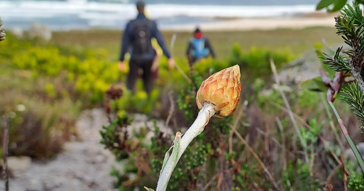 Cape Town'dan Cape Point'e: Tam Gün Rehberli Tur | GetYourGuide