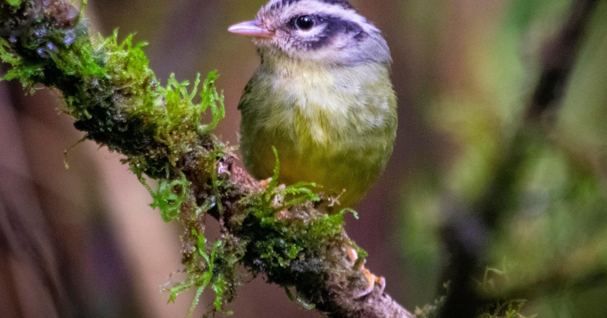Santa Elena: Visita guiada à Reserva Florestal Nublada | GetYourGuide