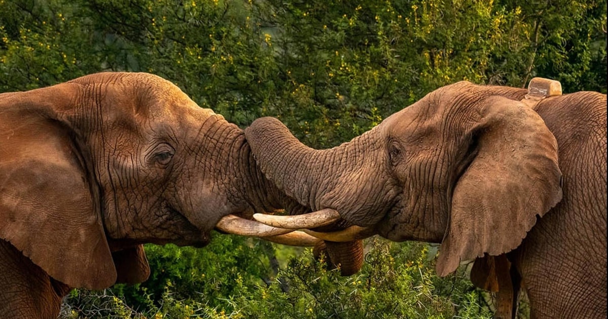 Besuch Port Elizabeth :Addo Elephant Park Wildlife Safari | GetYourGuide