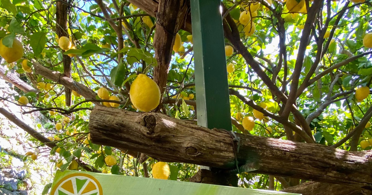 Botanische natuur Lemon tour & proeverij | GetYourGuide
