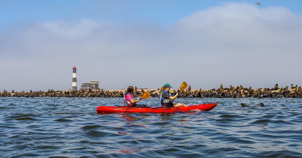 Pelican Point: Kajak med sæler - en oplevelse | GetYourGuide