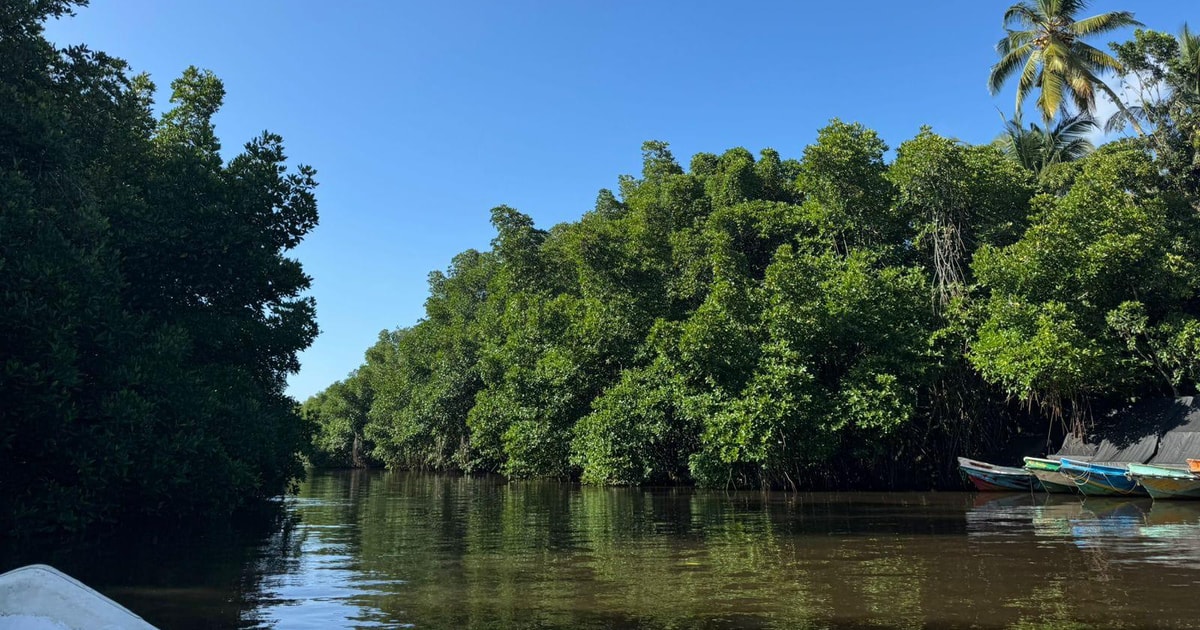 Bentota: River Boat Safari and Tuk-Tuk Ride with Pickup-Drop | GetYourGuide