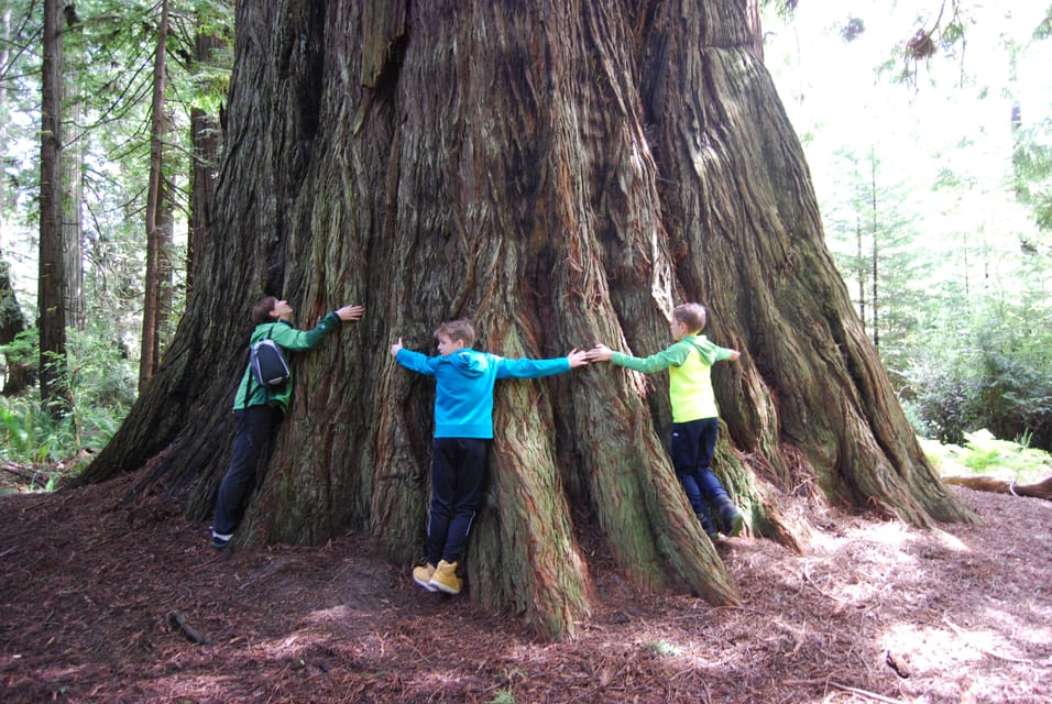 Wonder of the Redwoods - Prairie Creek State Park | GetYourGuide