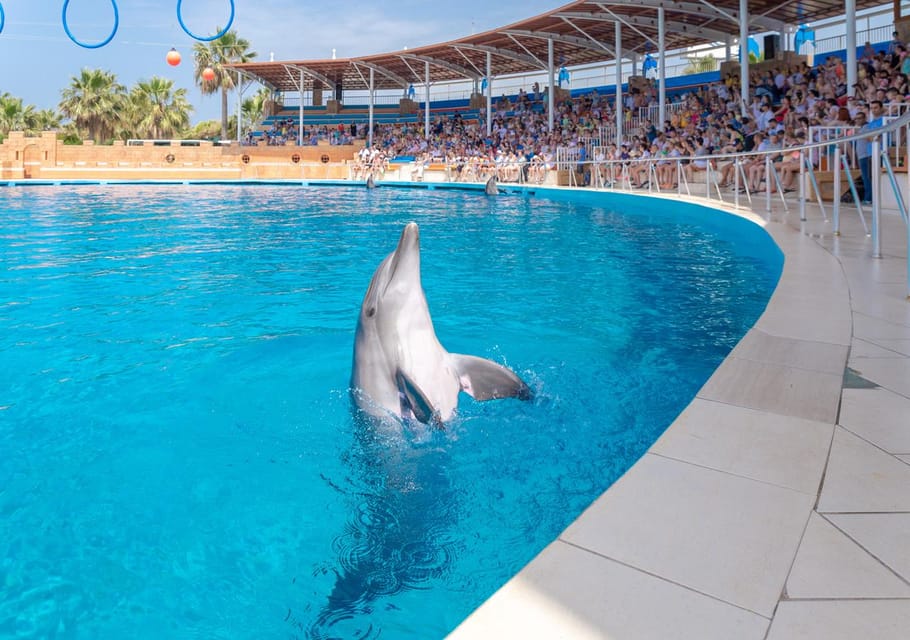 Desde Side/Alanya: Espectáculo de Delfines de Sealanya con traslados al ...