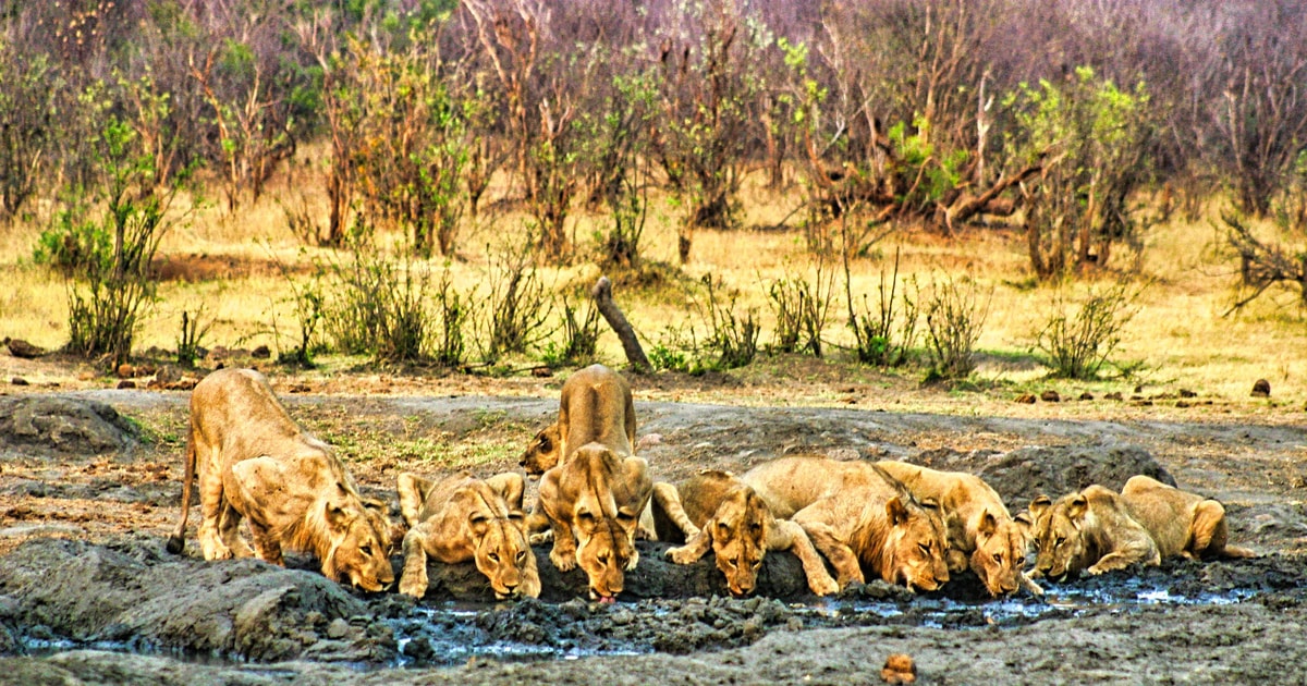 BBQ/Braii + Game Drive in Chamabondo National Park | GetYourGuide