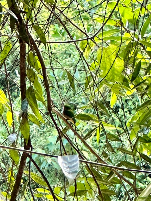 3in1: Los Haitises N P + Yanigua Waterfall + Montaña Redonda | GetYourGuide