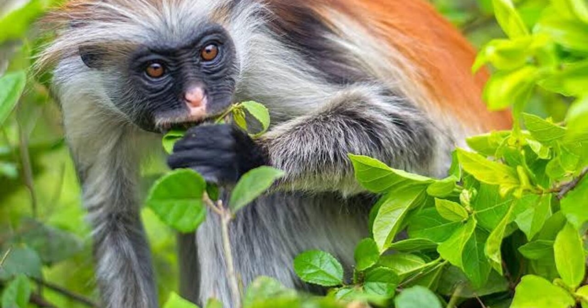 Zanzibar: Jozani Forest + Spice Tour + Butterfly Center | GetYourGuide