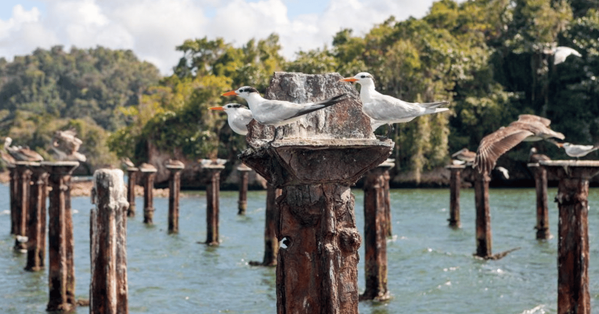 Samana: Whale Watching and Los Haitises Tour pack 2 days | GetYourGuide