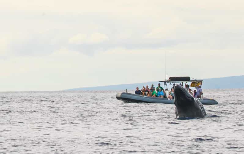 Maui: Guided Whale Watching Tour on Eco Raft | GetYourGuide