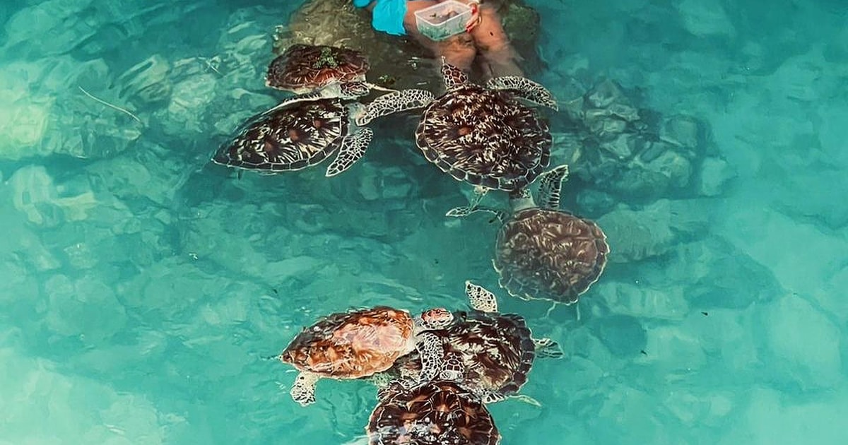 Salam cave turles swimming, paje beach , the Rock Restaurant | GetYourGuide