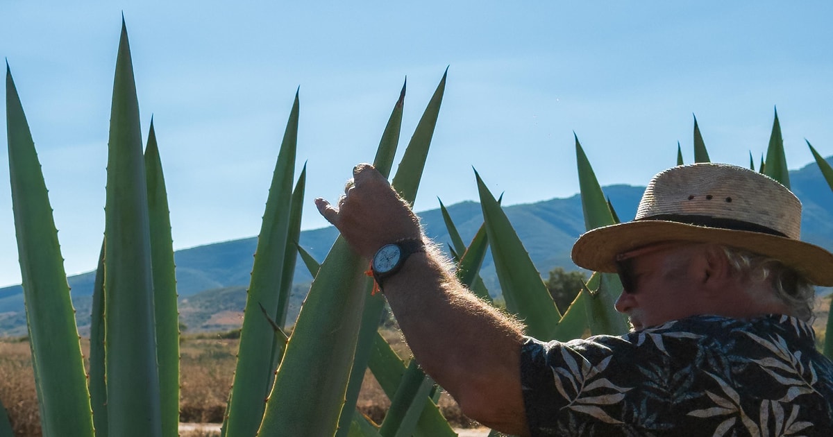 Meskal-, Agaven- und Pulque-Tour in Oaxaca | GetYourGuide