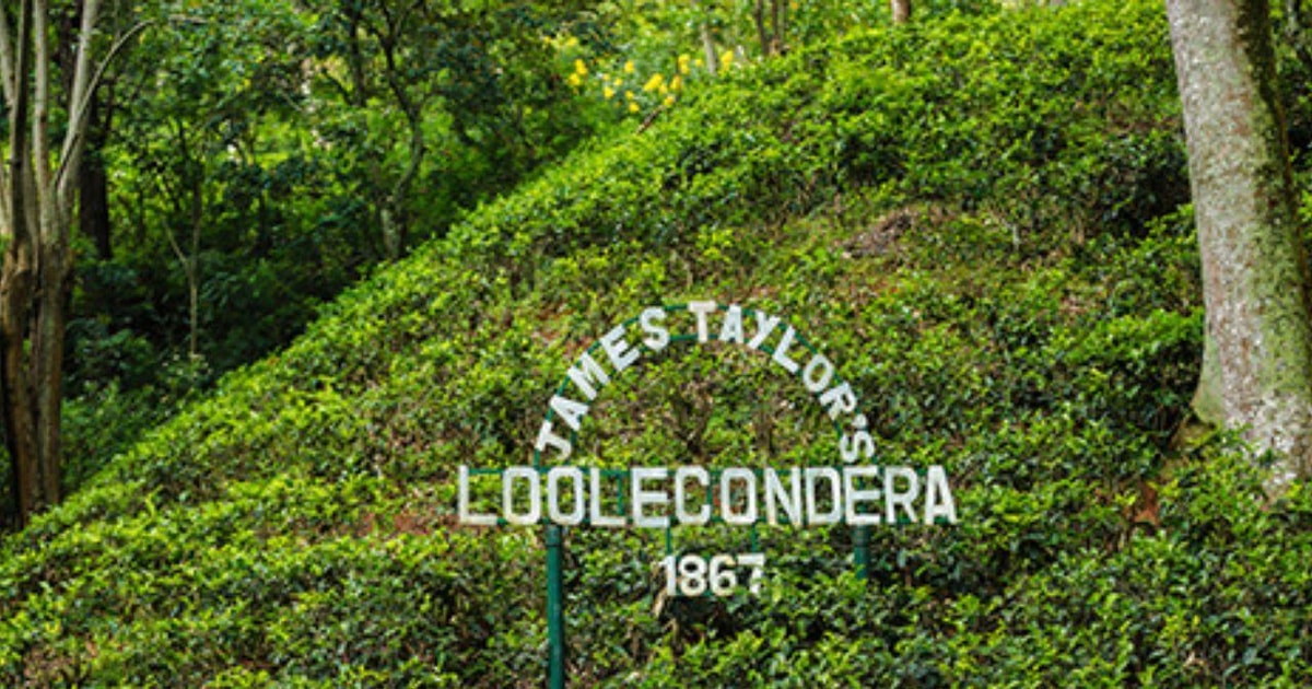 James Taylor's Enchanting Tea Story Tour from Kandy | GetYourGuide