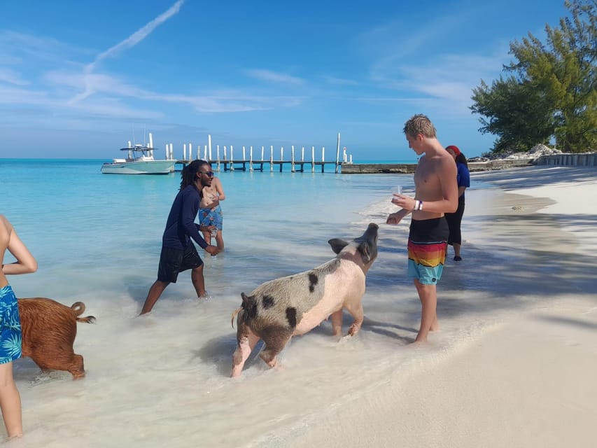 Nassau: Swim with Sharks, Swimming Pigs Tour | GetYourGuide