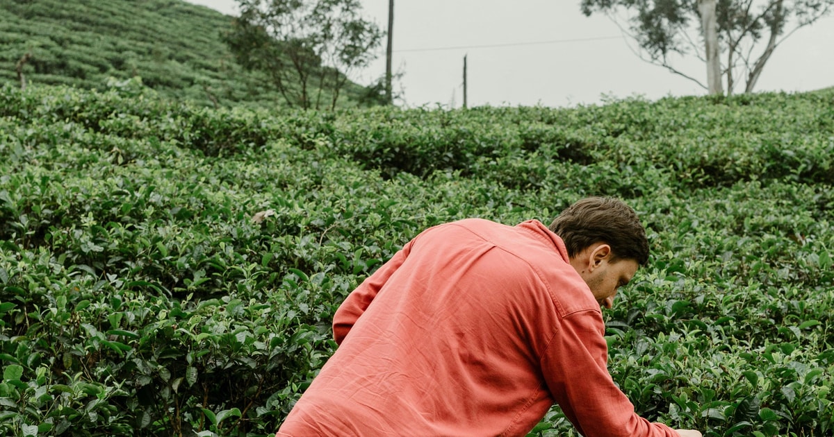 From Ella: Tea Adventure in Haputale with Village Lunch | GetYourGuide