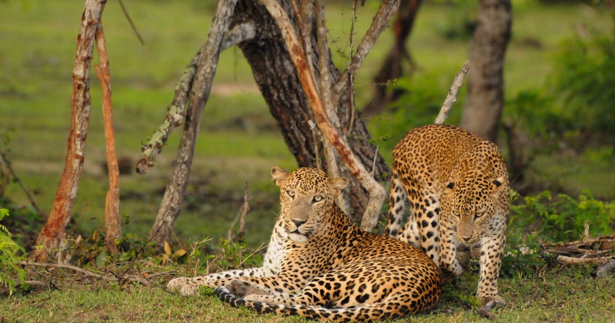Yala Eco Safari – Wild Conservation Expedition | GetYourGuide