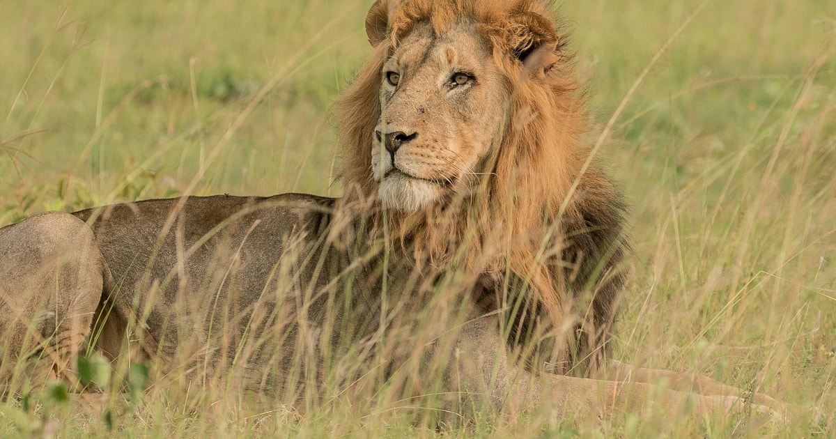 1 DAY Akagera National Park Game drive Safari | GetYourGuide