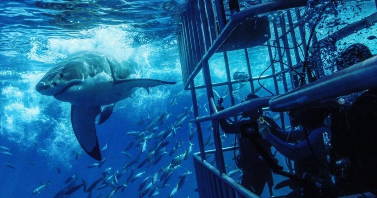 From Cape Town: Shark Cage Diving and Penguin Tour | GetYourGuide