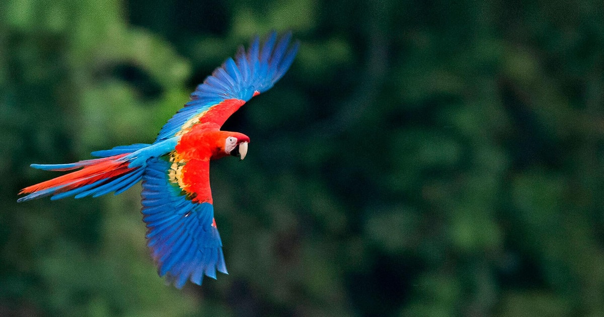 Macaw Clay Clay 2 Days | Macaw Clay Lick – Hikes | GetYourGuide