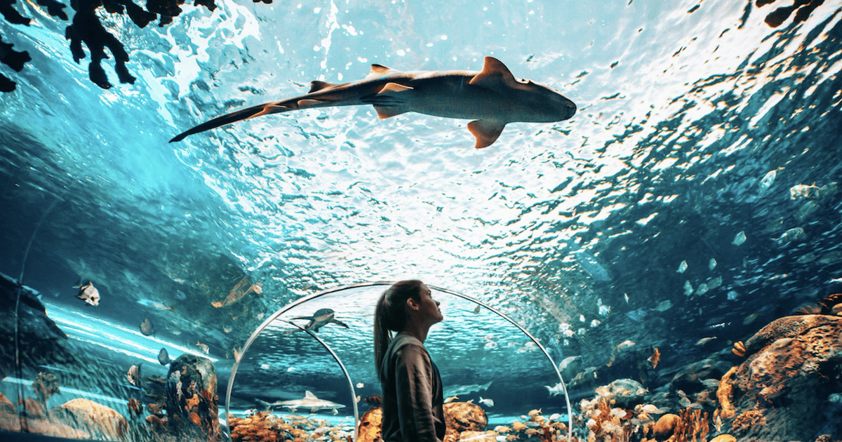 Toronto: Ripley's Aquarium of Canada Entry Ticket | GetYourGuide