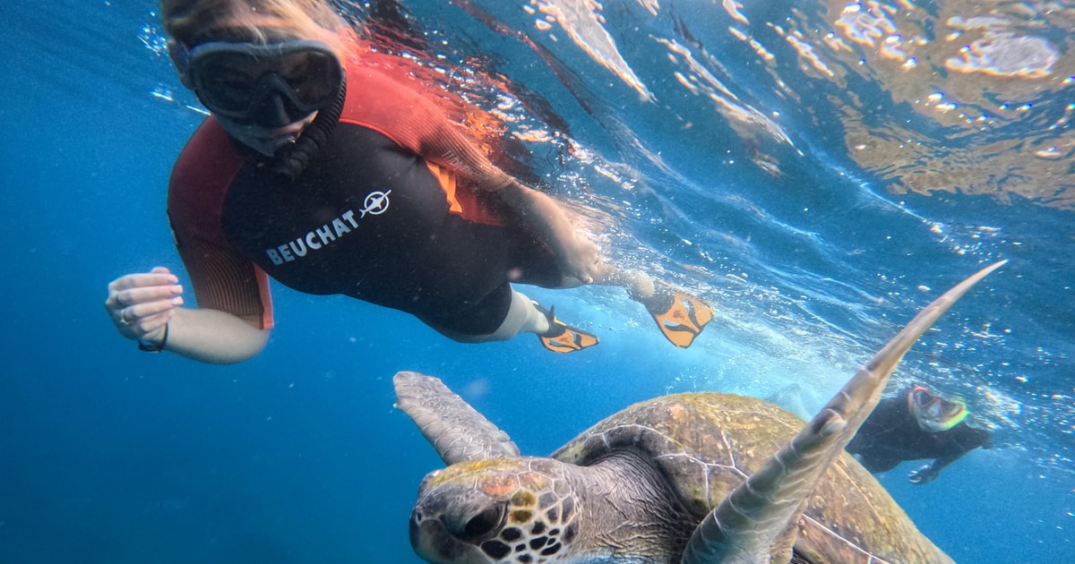 Tenerife Snorkeling Tour in turtle habitat photos included | GetYourGuide