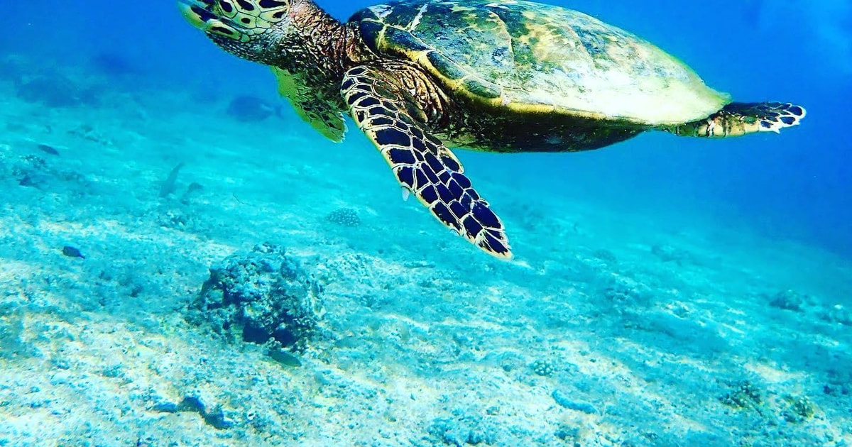 Swimming with sea turtles in salaam cave | GetYourGuide