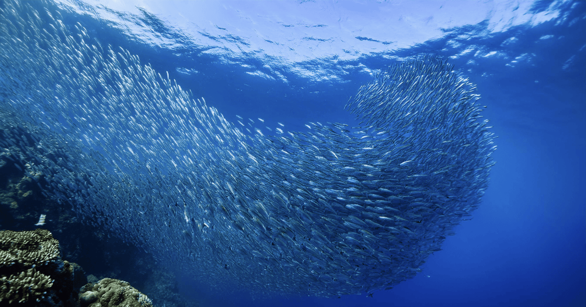 Moalboal Snorkeling - Sardines Run & Turtle Watching | GetYourGuide