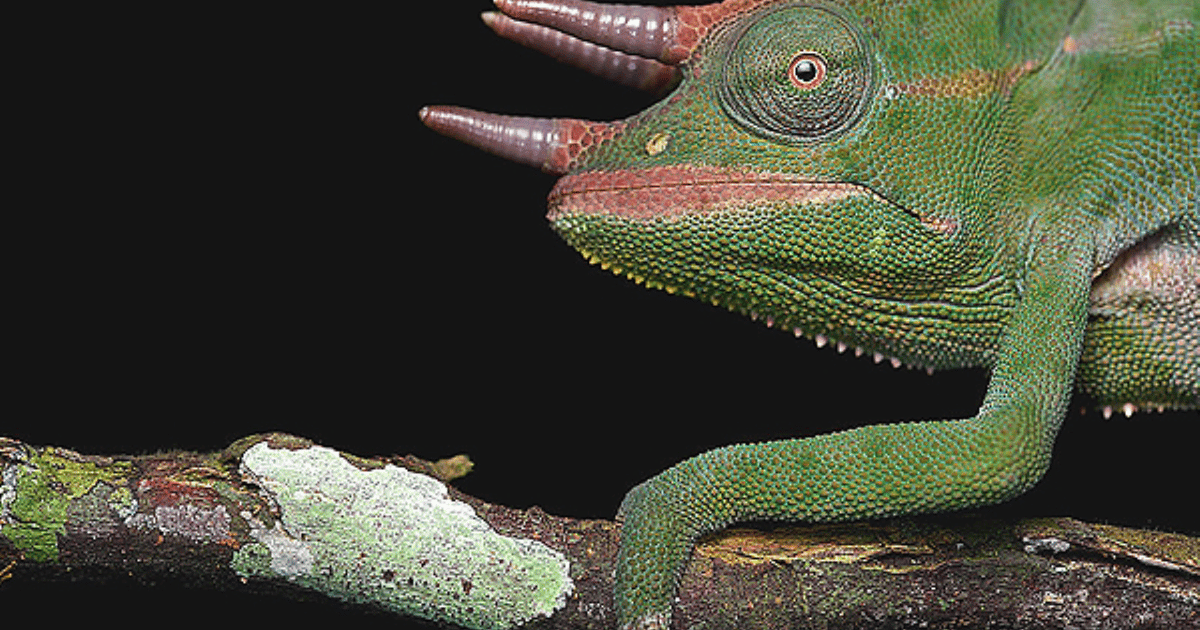 Day Trip to Magoroto Nature Forest -Tanzania | GetYourGuide