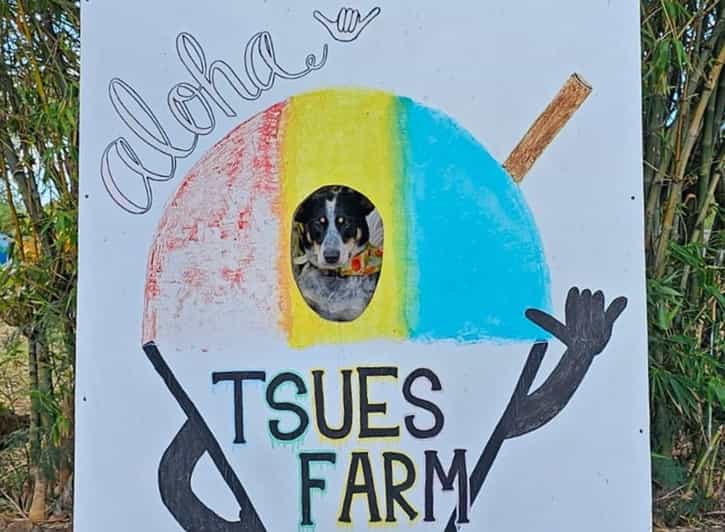 North Shore's best day! River, Turtles, Farm with Lunch | GetYourGuide