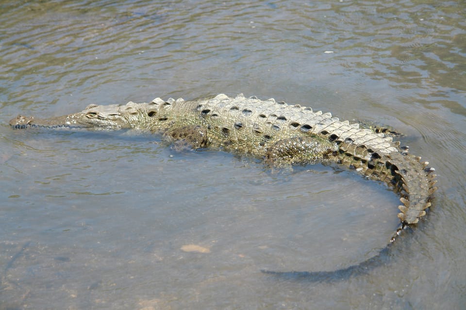 From Guanacaste: Tempisque River Cruise with Fruit Platter | GetYourGuide