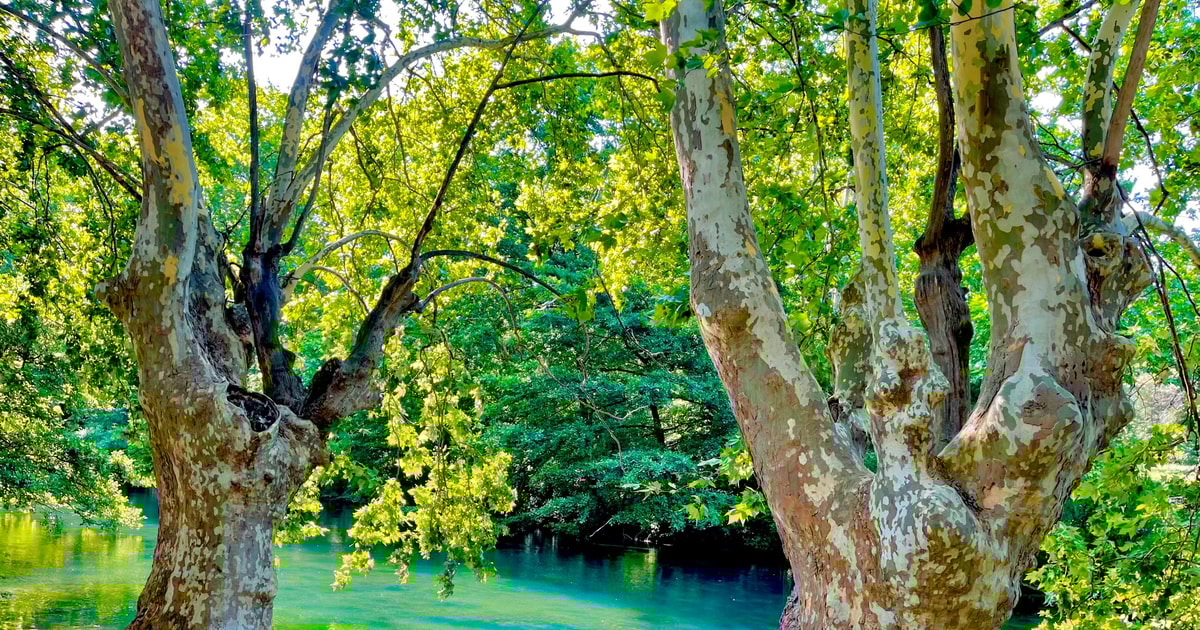 Provence Highlights Full-Day Tour from Avignon | GetYourGuide