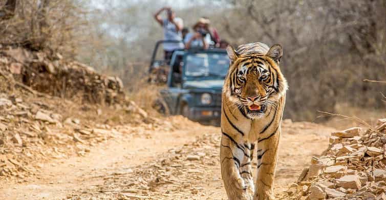 Ranthambore National Park, Rajasthan - Book Tickets & Tours | GetYourGuide