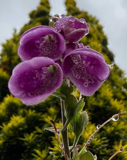 Ketchikan Photo Safari | GetYourGuide