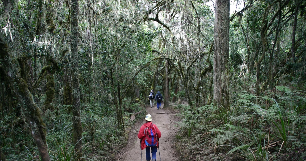 Kilimanjaro: 7-Day Machame Route Trek | GetYourGuide