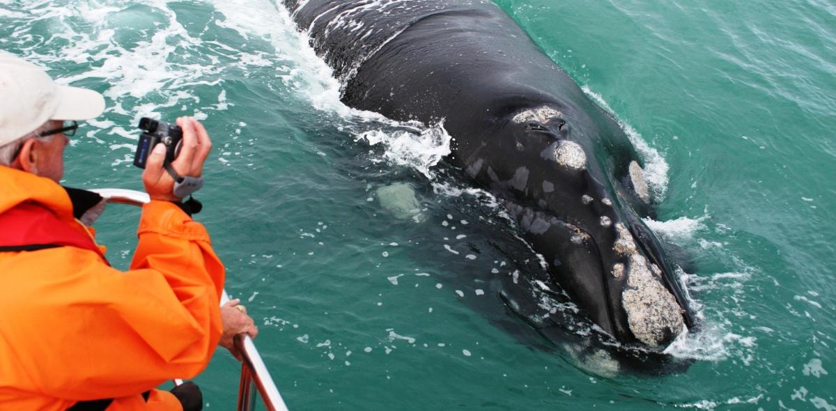 Whale Route Full Day Tour | GetYourGuide