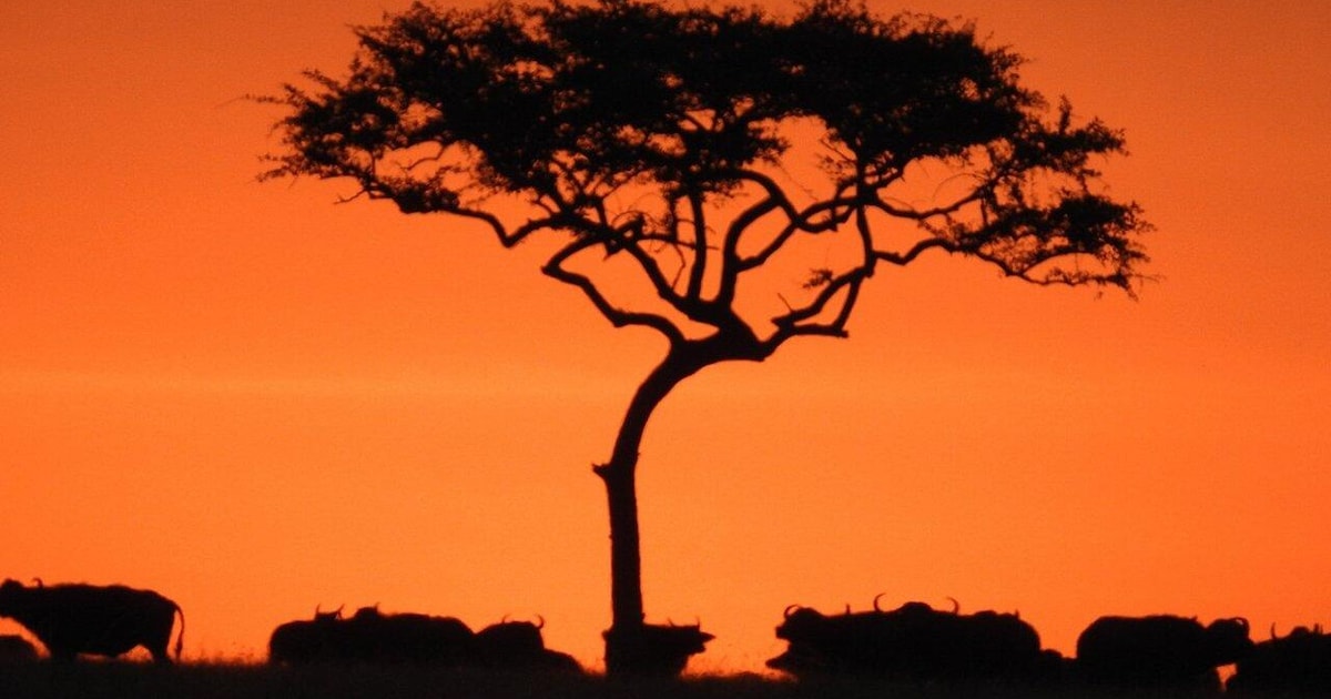 3-Day Zanzibar to Arusha, Road Transfer to Serengeti | GetYourGuide