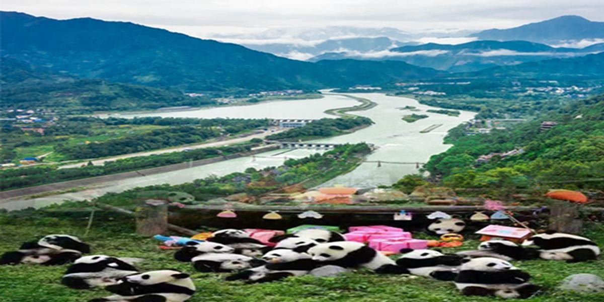 都江堰パンダ基地と灌漑システム公園の日帰りツアー | GetYourGuide