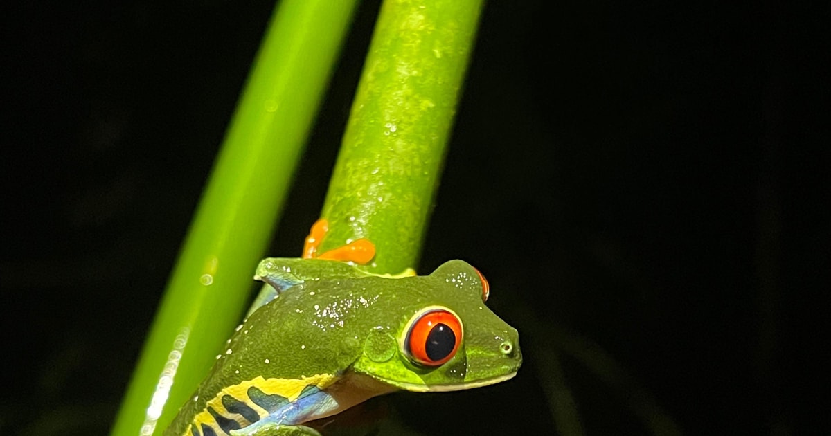 La Fortuna: Plimbare nocturnă în pădurea tropicală Arenal | GetYourGuide